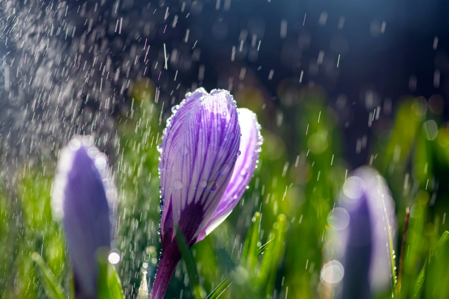 5 Tips For A Winter Landscape Design Shape Form